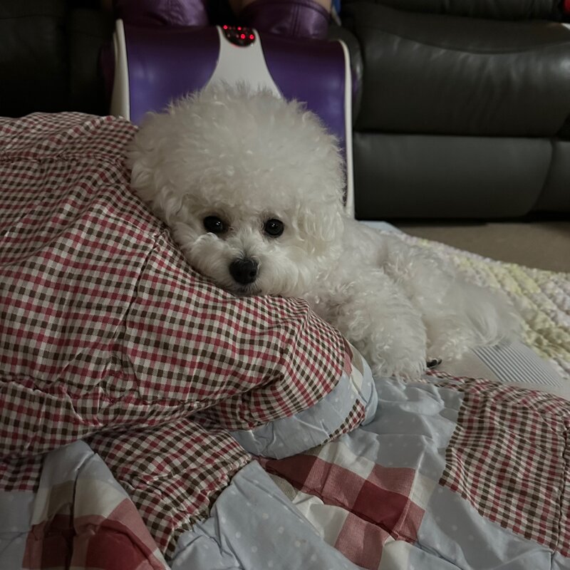 메이플스토리 인벤 또 비숍이야 하여튼이 비숑이문제야 메이플스토리 인벤 자유게시판