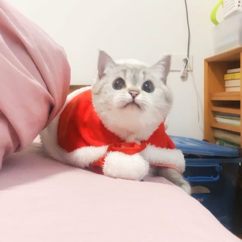 메이플스토리 인벤 고양이는 귀엽다 메이플스토리 인벤 자유게시판