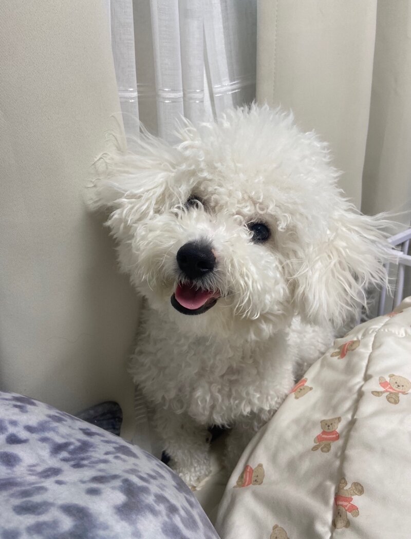 메이플스토리 인벤 울집 강아지 포토샵 메이플스토리 인벤 자유게시판
