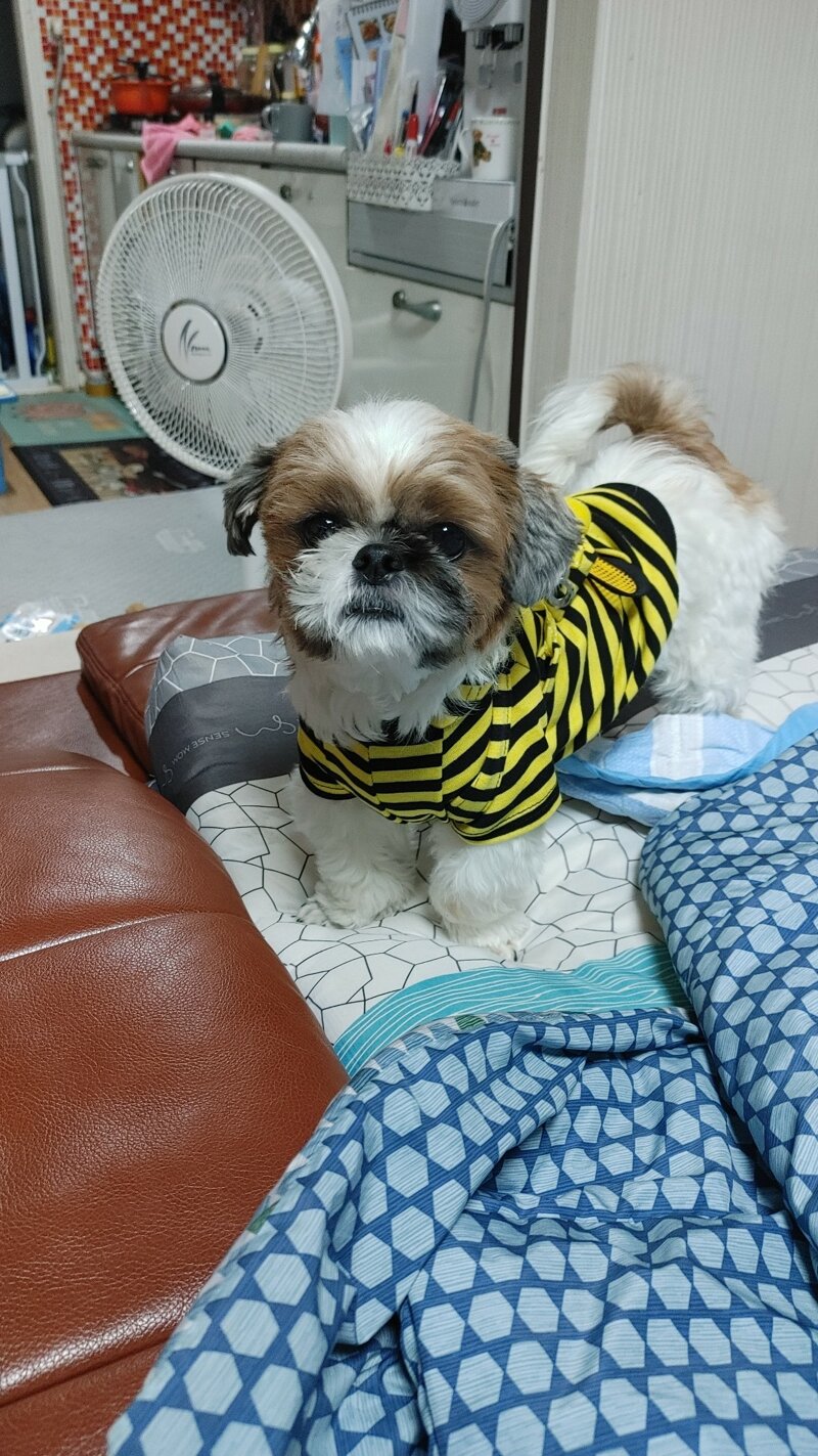 메이플스토리 인벤 울 강아지 갭차이 메이플스토리 인벤 자유게시판