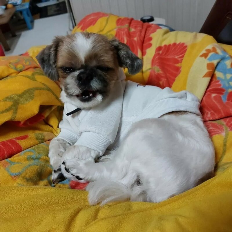 메이플스토리 인벤 울 강아지 갭차이 메이플스토리 인벤 자유게시판