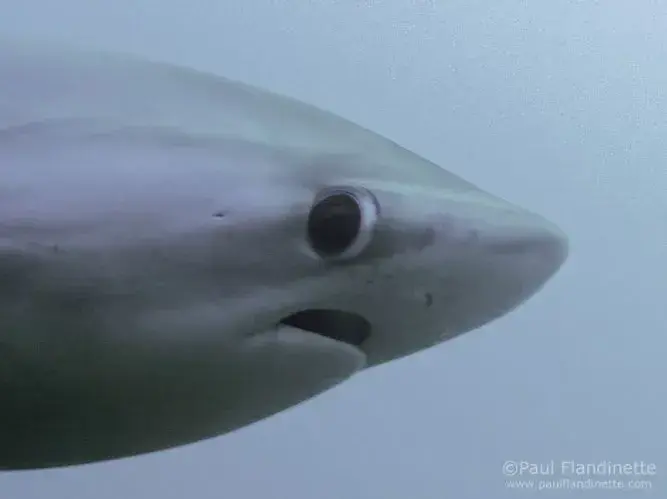 데이브 더 다이브 웹툰 - 오픈이슈갤러리 - 인벤