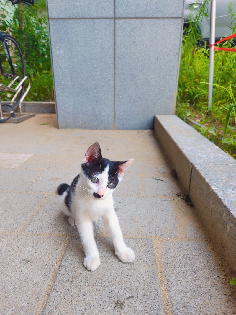 메이플스토리 인벤 애기 냥이 메이플스토리 인벤 자유게시판