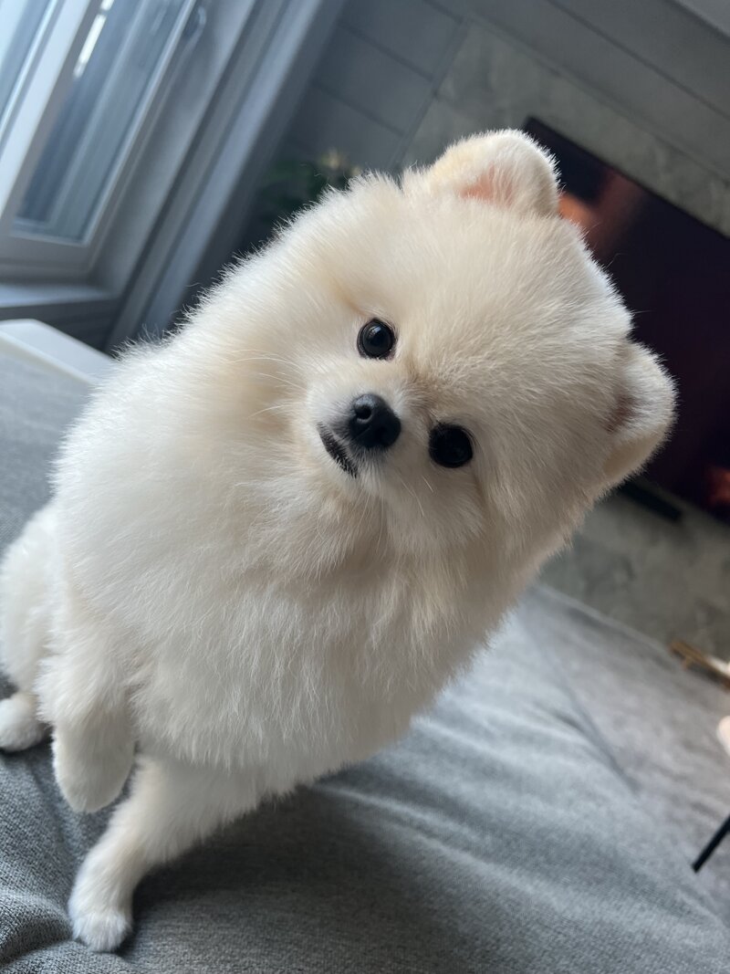 메이플스토리 인벤 사꿈 오늘 오후 1시쯤 마감입니다 ㅠㅠ강아지 메이플스토리 인벤 자유게시판