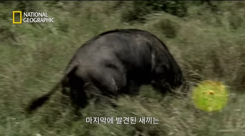 Fc 온라인 인벤 들소들의 재평가 Fc 온라인 인벤 자유게시판