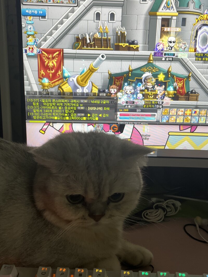 메이플스토리 인벤 고양이 메이플스토리 인벤 자유게시판