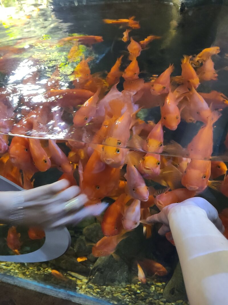 메이플스토리 인벤 요즘 메벤 줫노잼이농 메이플스토리 인벤 자유게시판