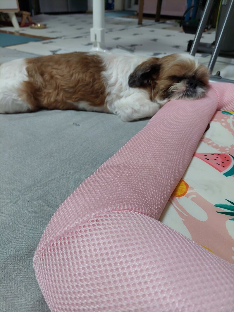 메이플스토리 인벤 울 댕댕 목욕해써 메이플스토리 인벤 자유게시판