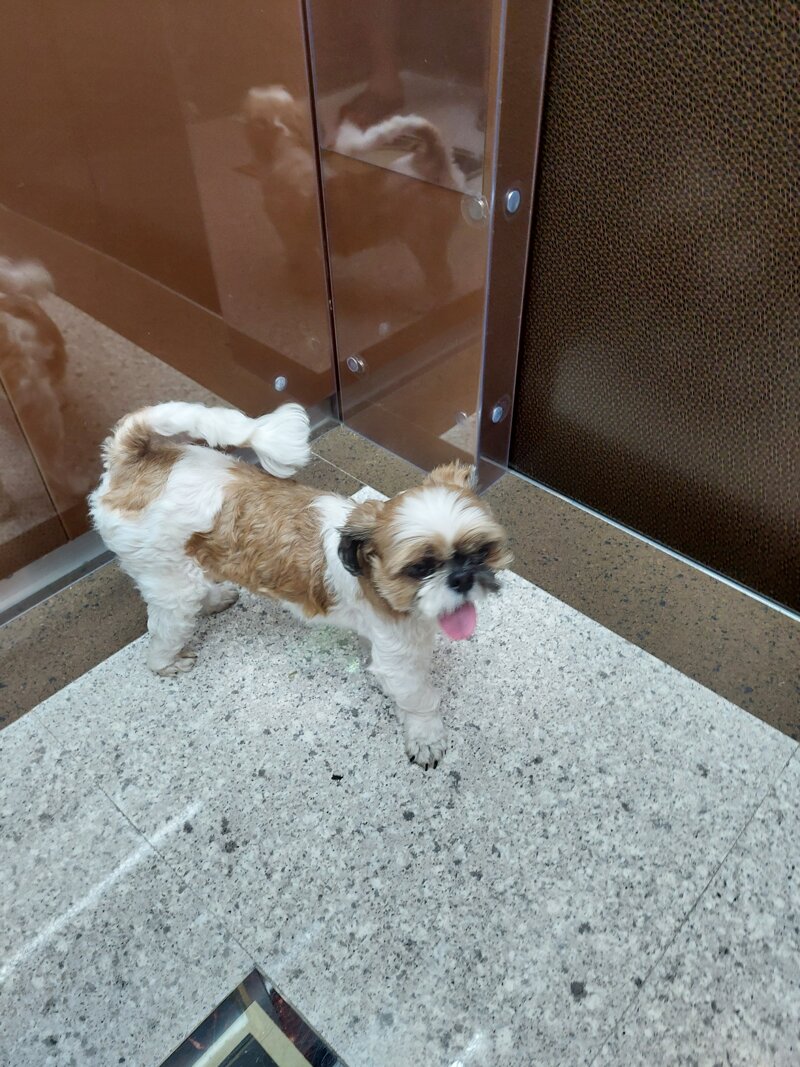 메이플스토리 인벤 어제 찍은 울 댕댕이 메이플스토리 인벤 자유게시판
