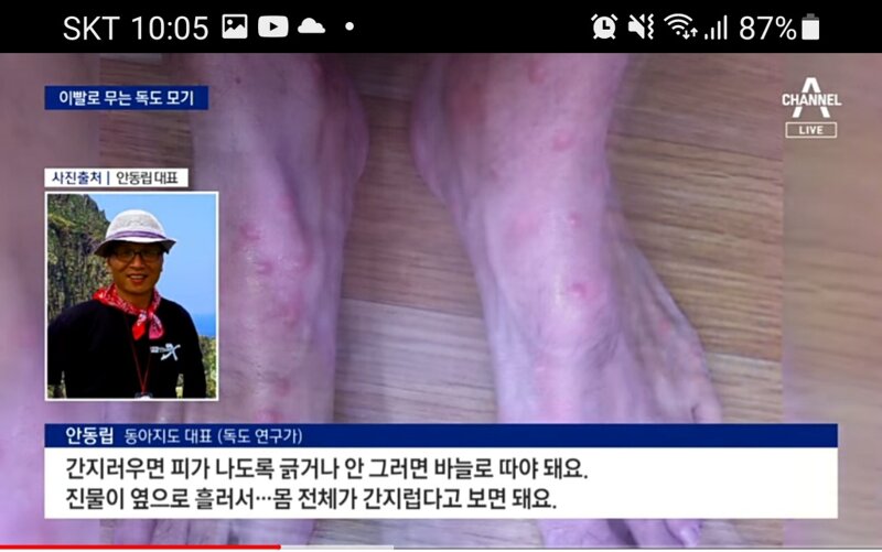 메이플스토리 인벤 약혐주의 독도에서만 발견되는 모기 메이플스토리 인벤 자유게시판