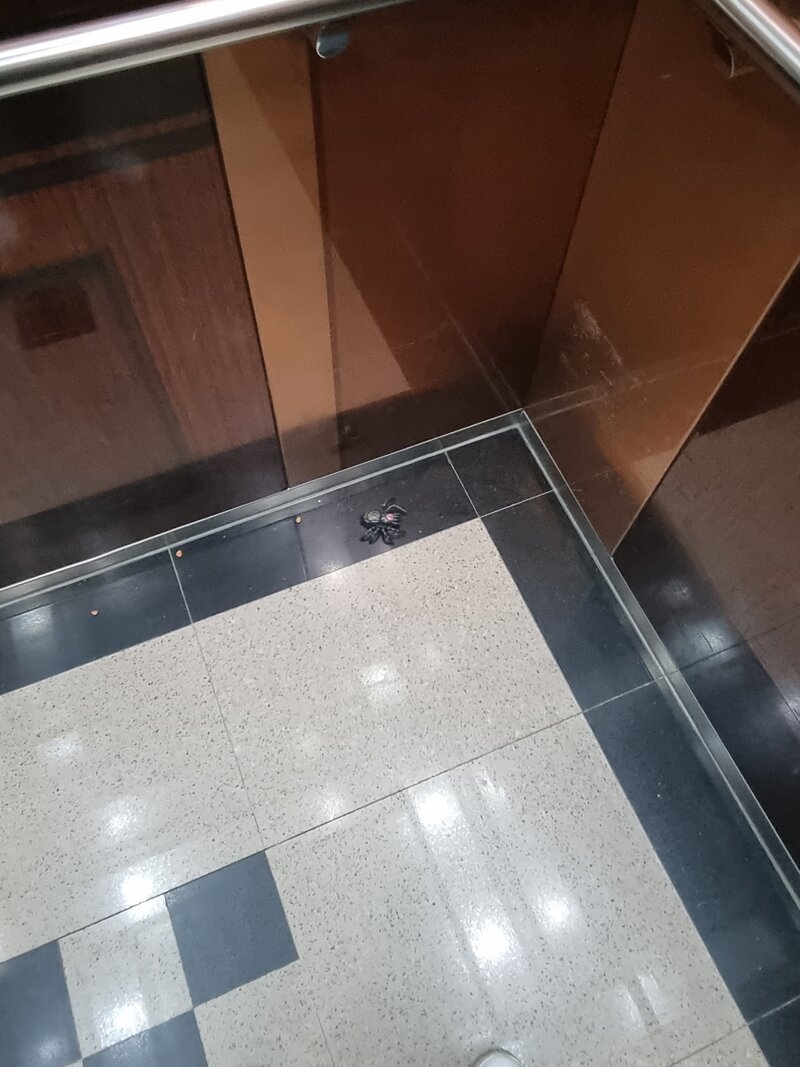 아이씨 깜짝이야 디아블로2 자유 게시판 디아블로2 인벤
