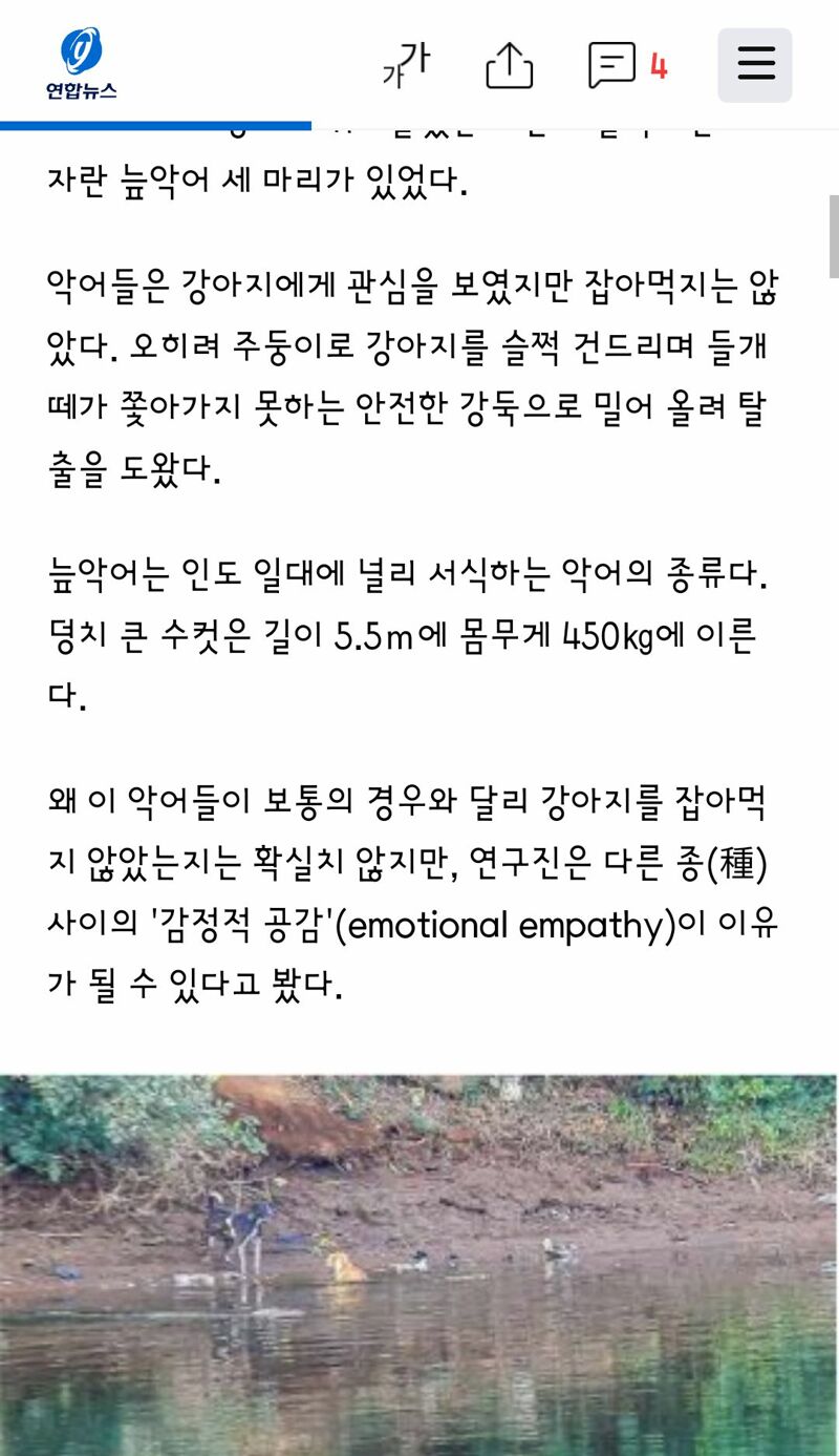 늪악어 은밀한 취향강에 빠진 강아지 구해주고 꽃놀이도 즐겨 오픈이슈갤러리 인벤