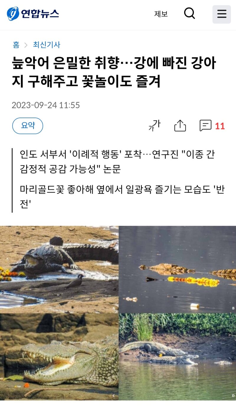 메이플스토리 인벤 늪악어의 은밀한 취향 메이플스토리 인벤 자유게시판