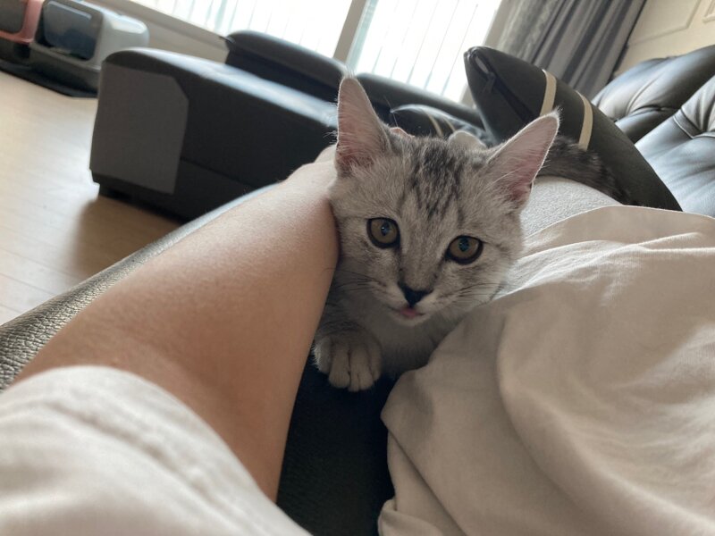 메이플스토리 인벤 우리집 고양이 메이플스토리 인벤 자유게시판