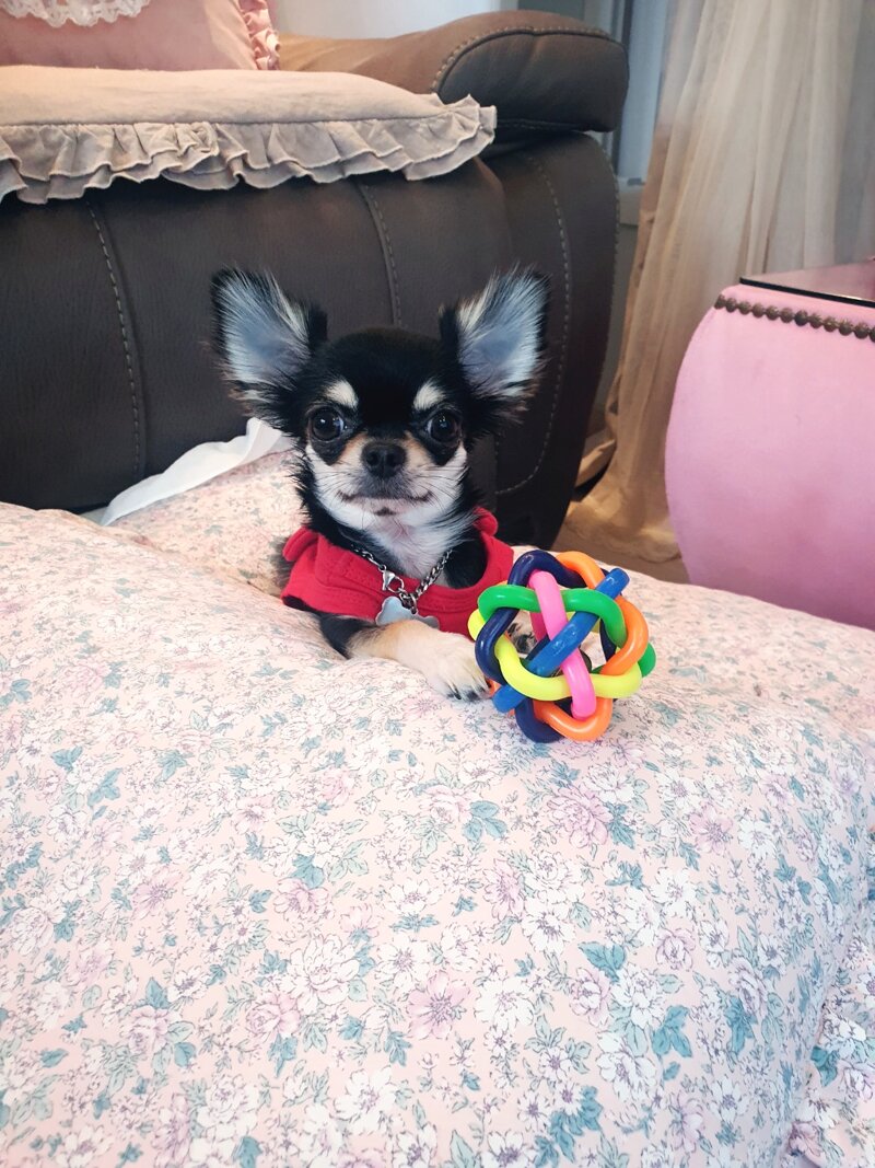 메이플스토리 인벤 주스텟 57이면 진듄더 솔플 가능한가여 메이플스토리 인벤 마법사 직업게시판