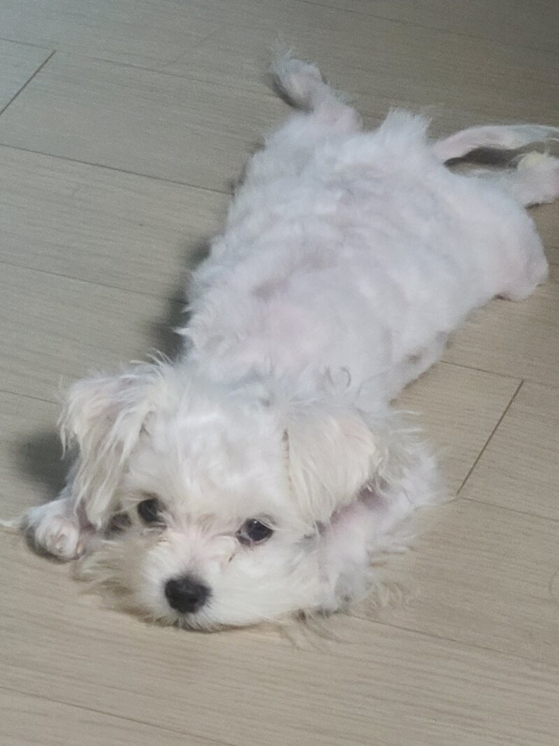 메이플스토리 인벤 강아지 메이플스토리 인벤 자유게시판