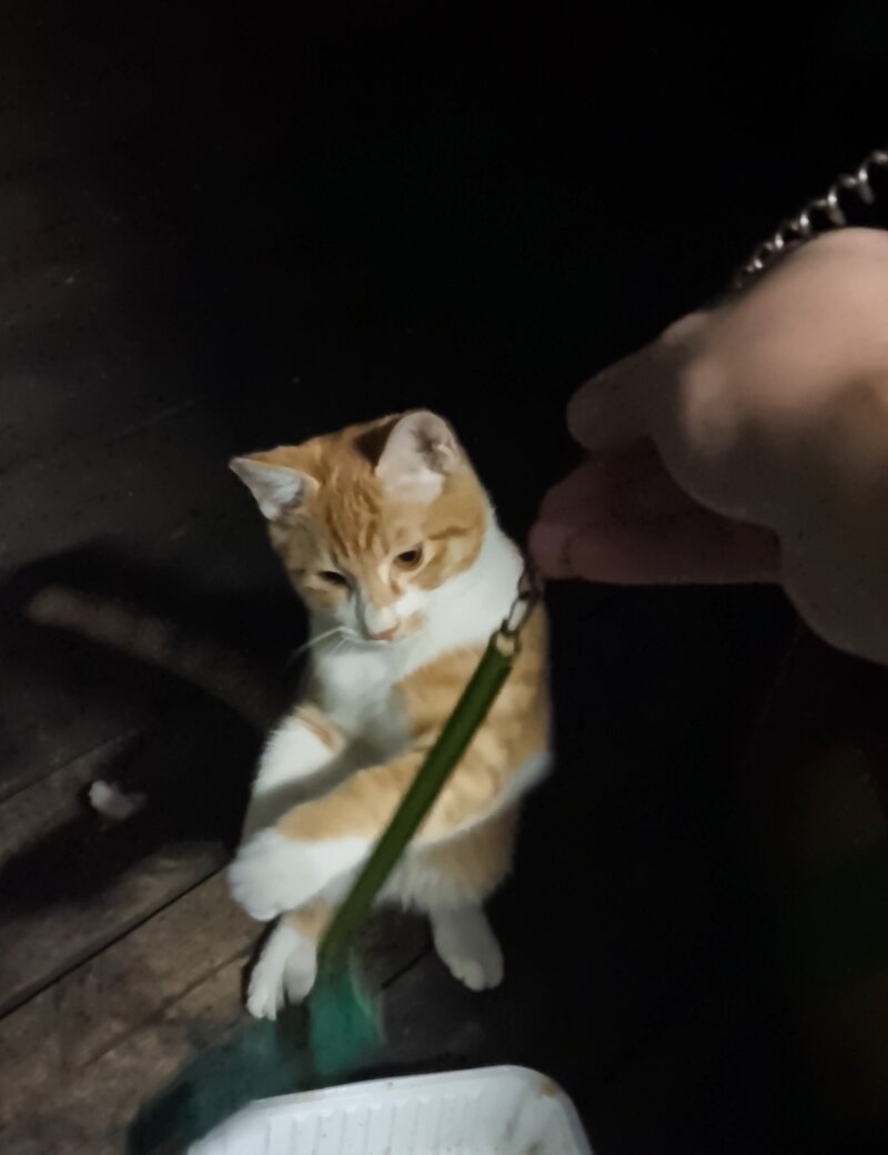 메이플스토리 인벤 길냥이 개귀엽네 메이플스토리 인벤 자유게시판