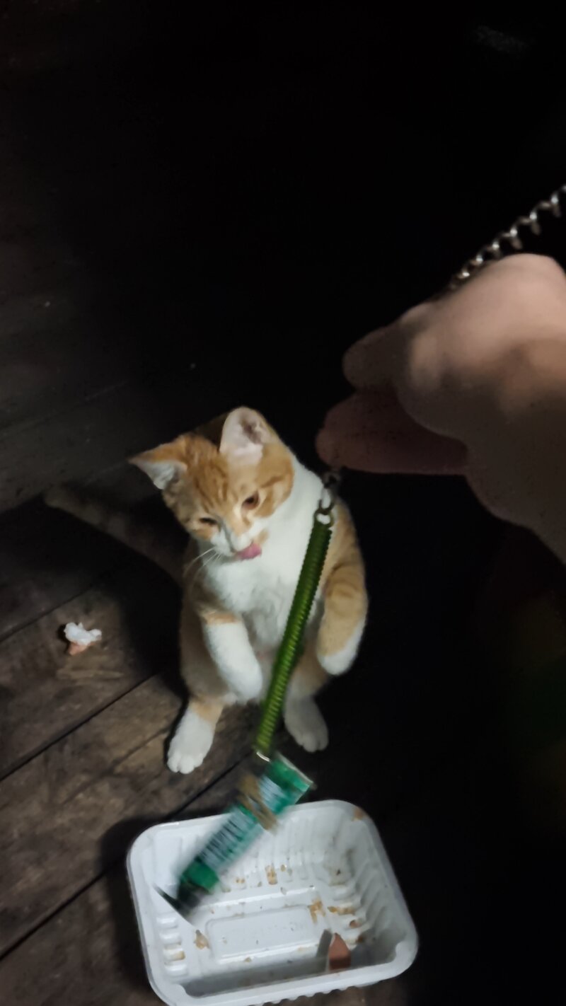 메이플스토리 인벤 길냥이 개귀엽네 메이플스토리 인벤 자유게시판