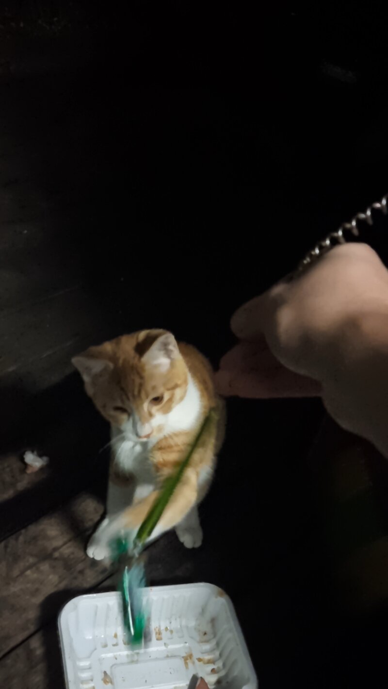 메이플스토리 인벤 길냥이 개귀엽네 메이플스토리 인벤 자유게시판