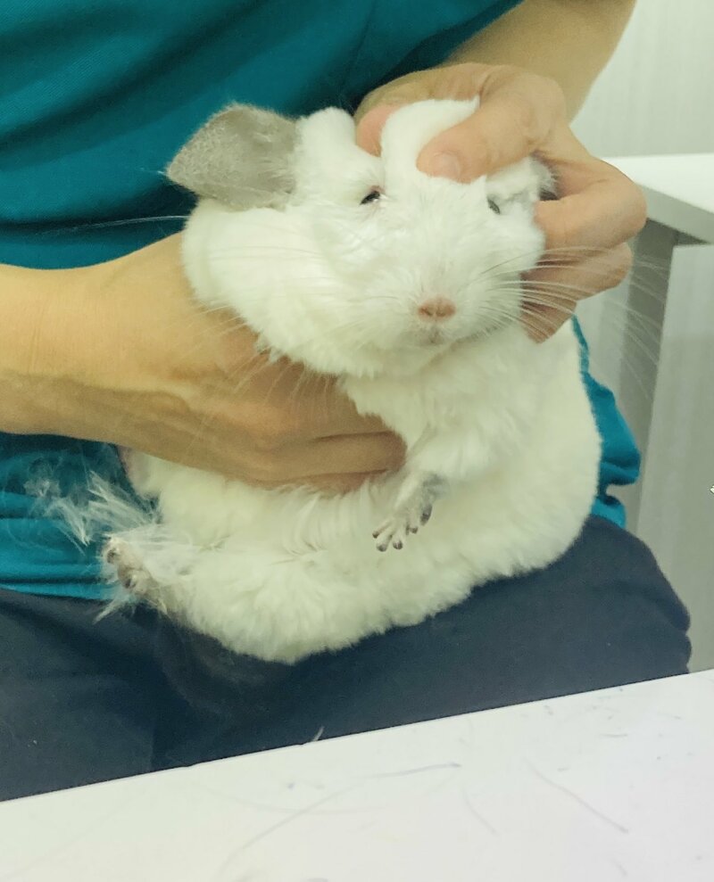 메이플스토리 인벤 마라벨 남캐 헤어 메이플스토리 인벤 자유게시판