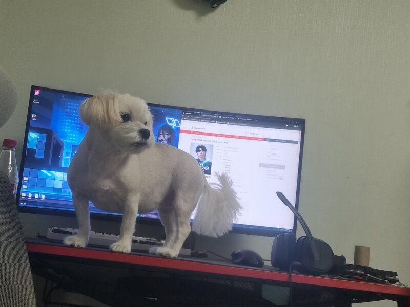 메이플스토리 인벤 이새기 뭐함 메이플스토리 인벤 자유게시판