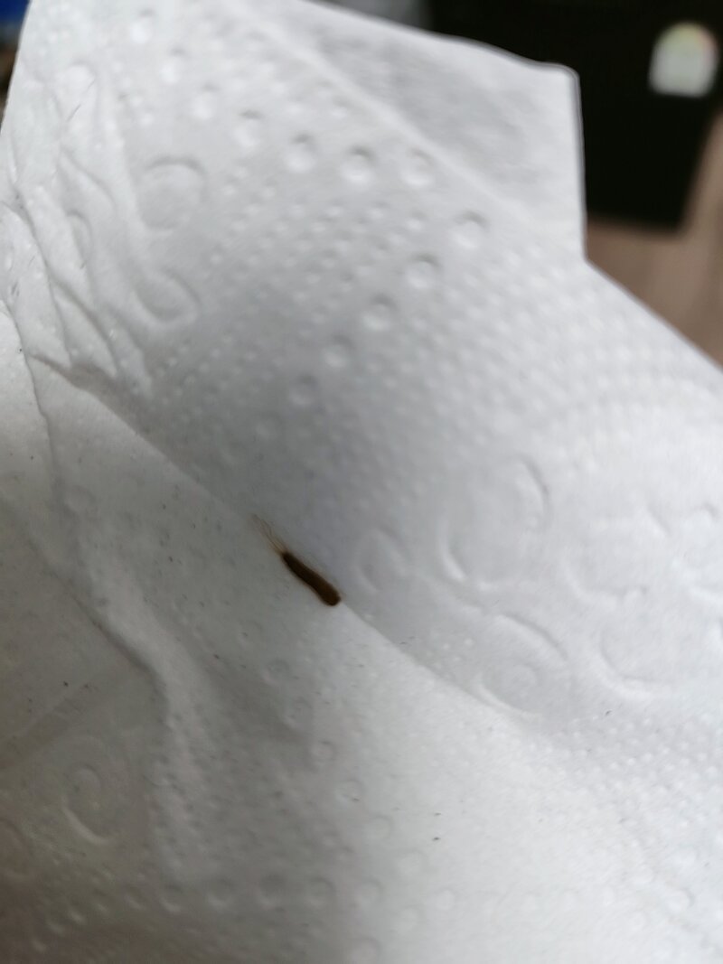 메이플스토리 인벤 혐주의 이거뭐임 메이플스토리 인벤 자유게시판