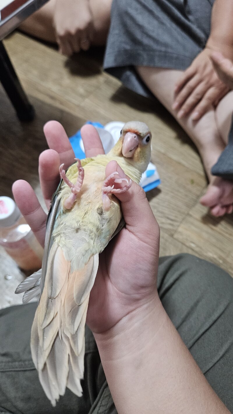 메이플스토리 인벤 앵무새 보고가 메이플스토리 인벤 자유게시판