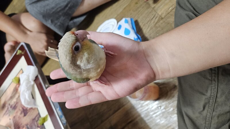 메이플스토리 인벤 앵무새 보고가 메이플스토리 인벤 자유게시판