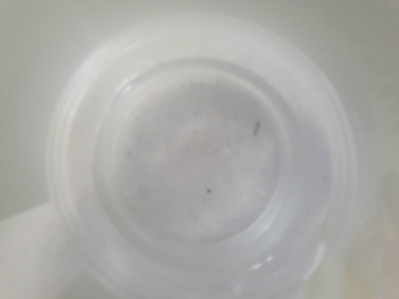 메이플스토리 인벤 안에 모기 가둠 메이플스토리 인벤 자유게시판