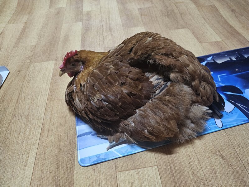 메이플스토리 인벤 아르테리아 장패드 왔다 왔는데 메이플스토리 인벤 자유게시판
