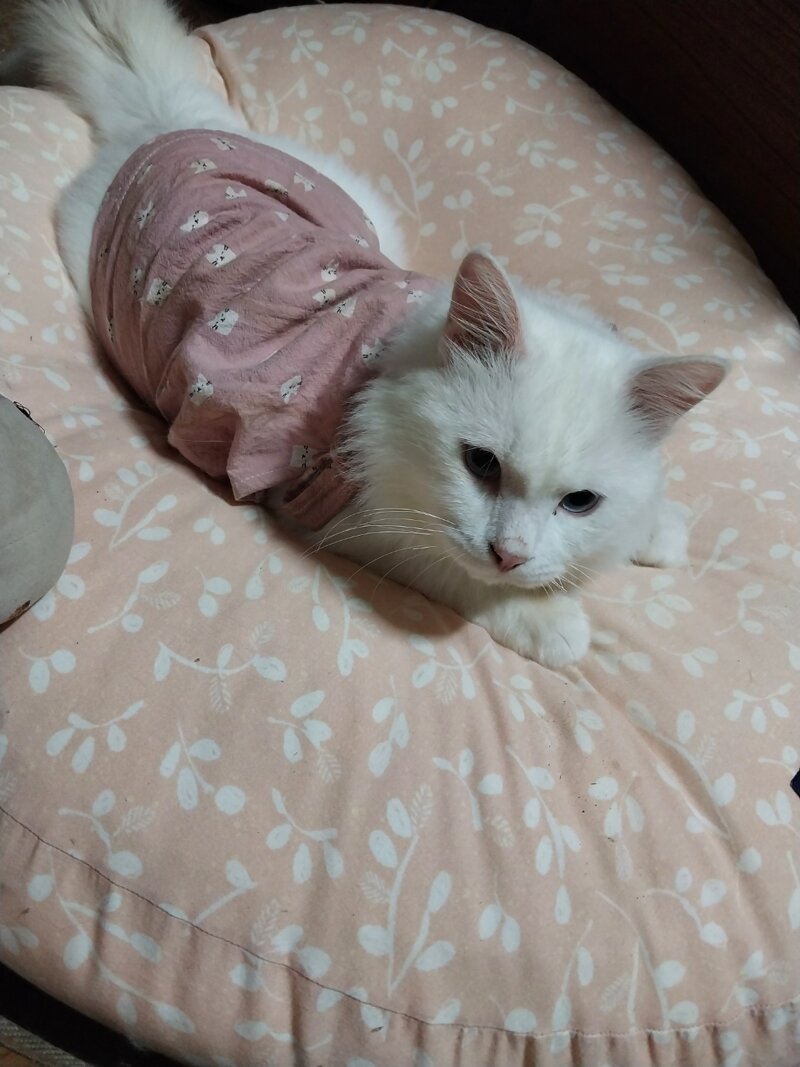 메이플스토리 인벤 메벤에 그림쟁이들 별로없나봐 메이플스토리 인벤 자유게시판