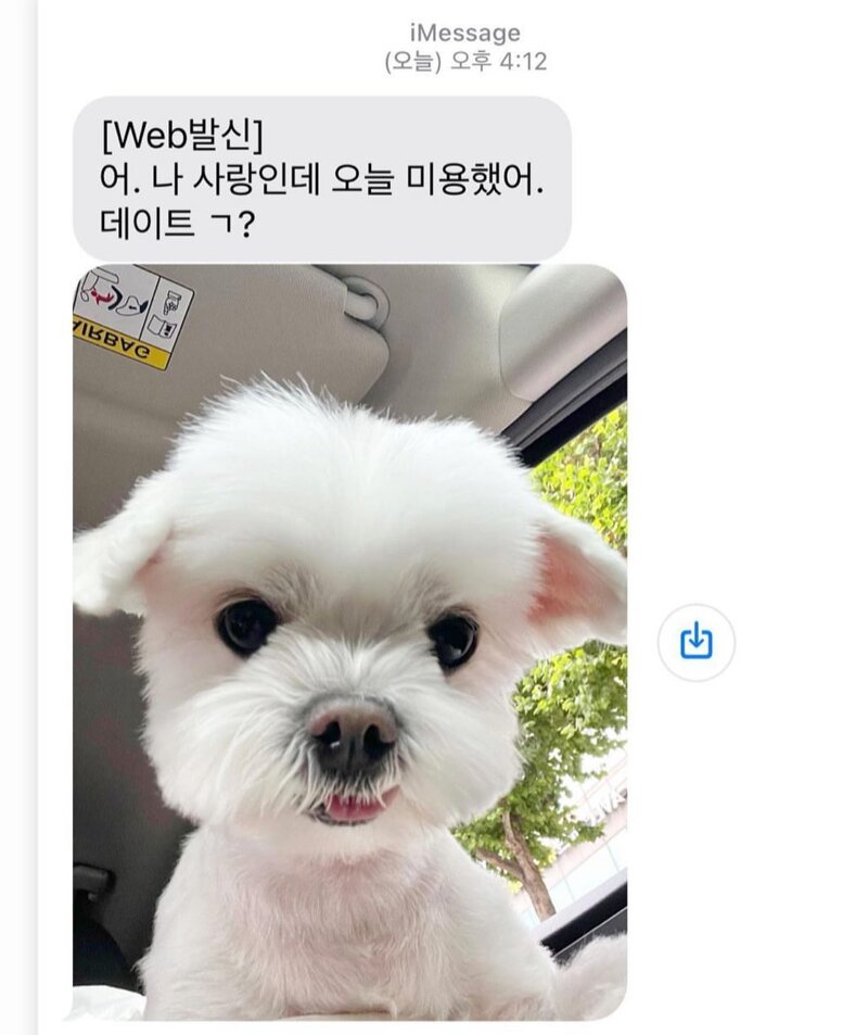 메이플스토리 인벤 ‘개 귀엽네 메이플스토리 인벤 자유게시판