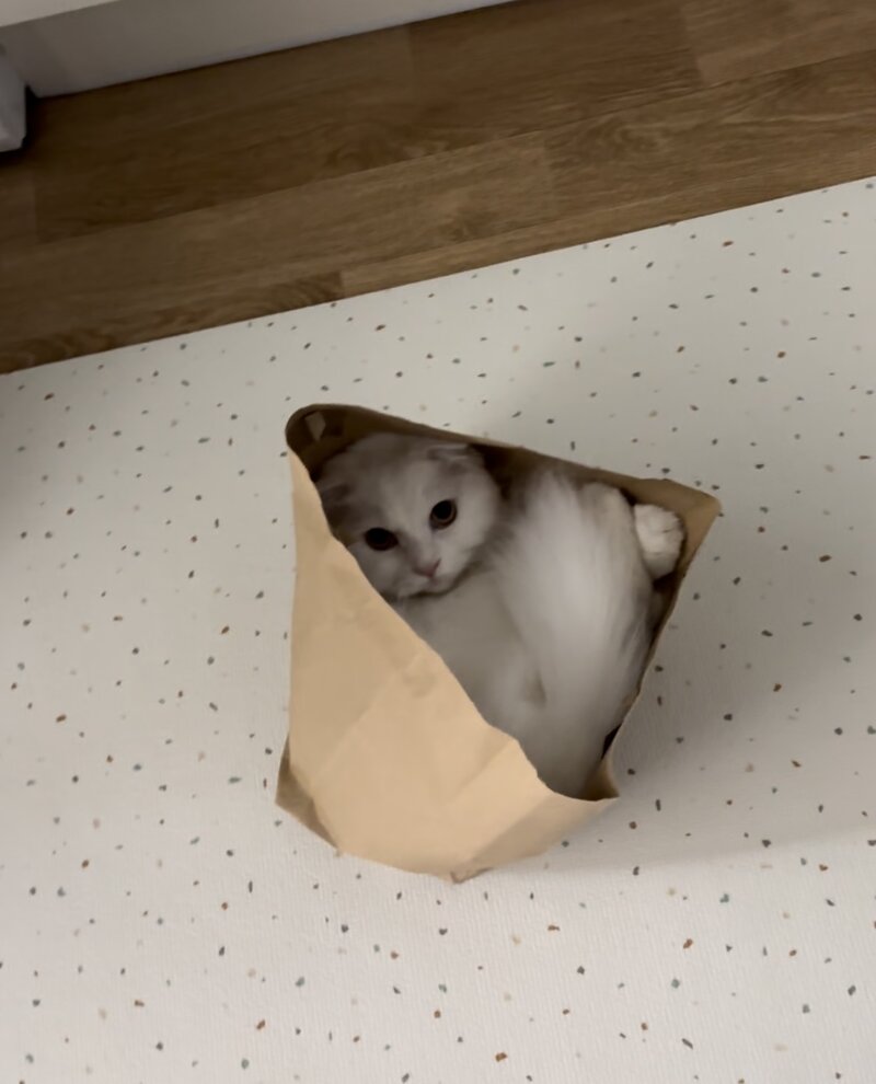 메이플스토리 인벤 울 루루 판다 메이플스토리 인벤 자유게시판