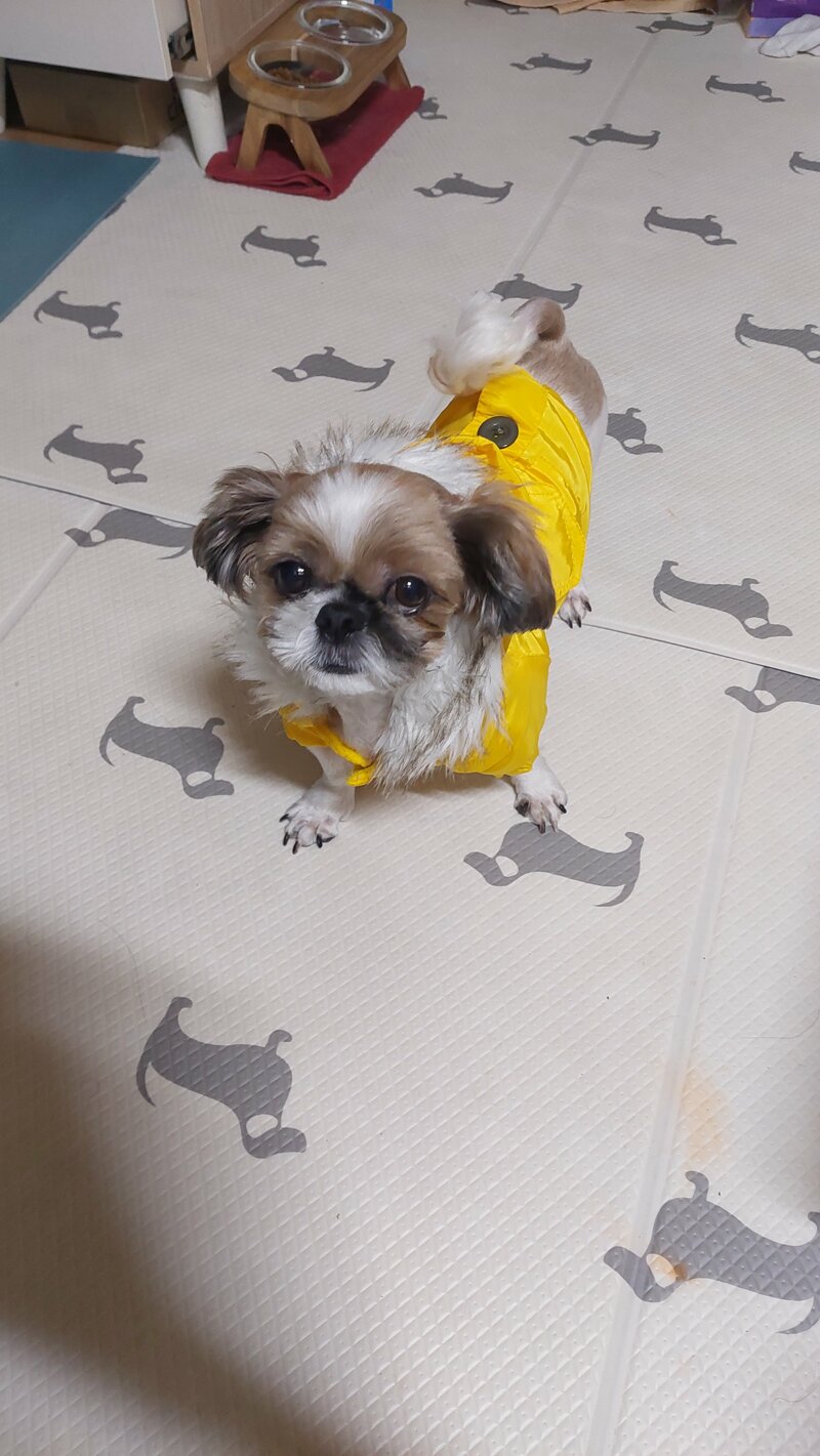 메이플스토리 인벤 병아리 댕댕이 메이플스토리 인벤 자유게시판