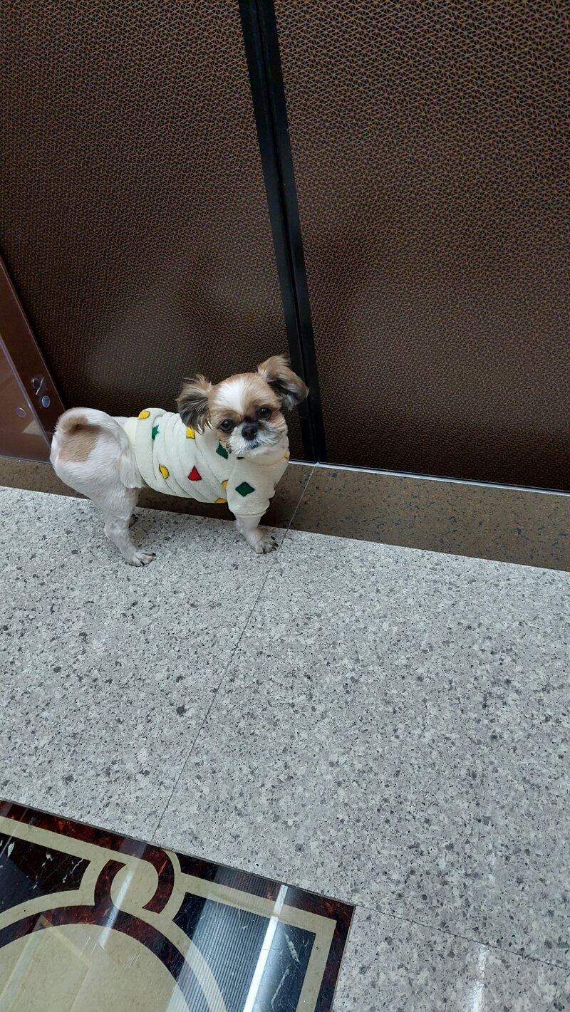메이플스토리 인벤 오늘 댕댕이 짱구옷 입혔어 메이플스토리 인벤 자유게시판