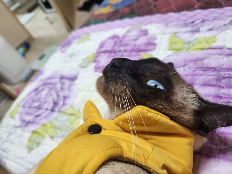 월드 오브 워크래프트 인벤 블자놈들 냉죽은 버린거지 ㅠㅠ 와우 인벤 확장팩 게시판