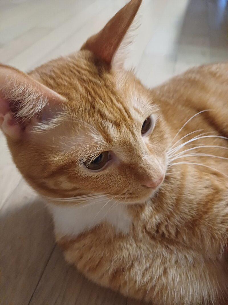 메이플스토리 인벤 우리집 애옹이 특 메이플스토리 인벤 자유게시판