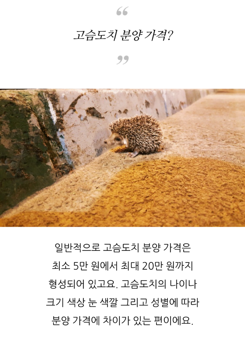 메이플스토리 인벤 고슴도치 분양가격 메이플스토리 인벤 리부트 게시판