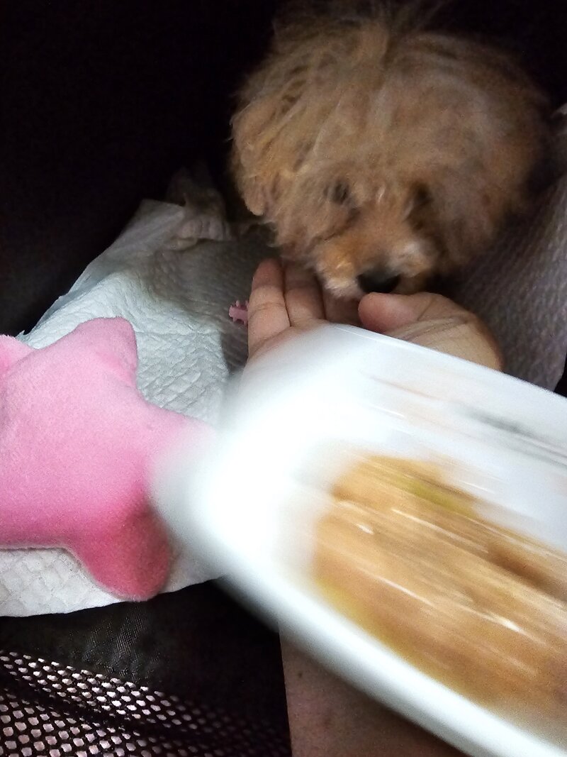 메이플스토리 인벤 혼란한 와중에 이것좀 봐줘 메이플스토리 인벤 자유게시판