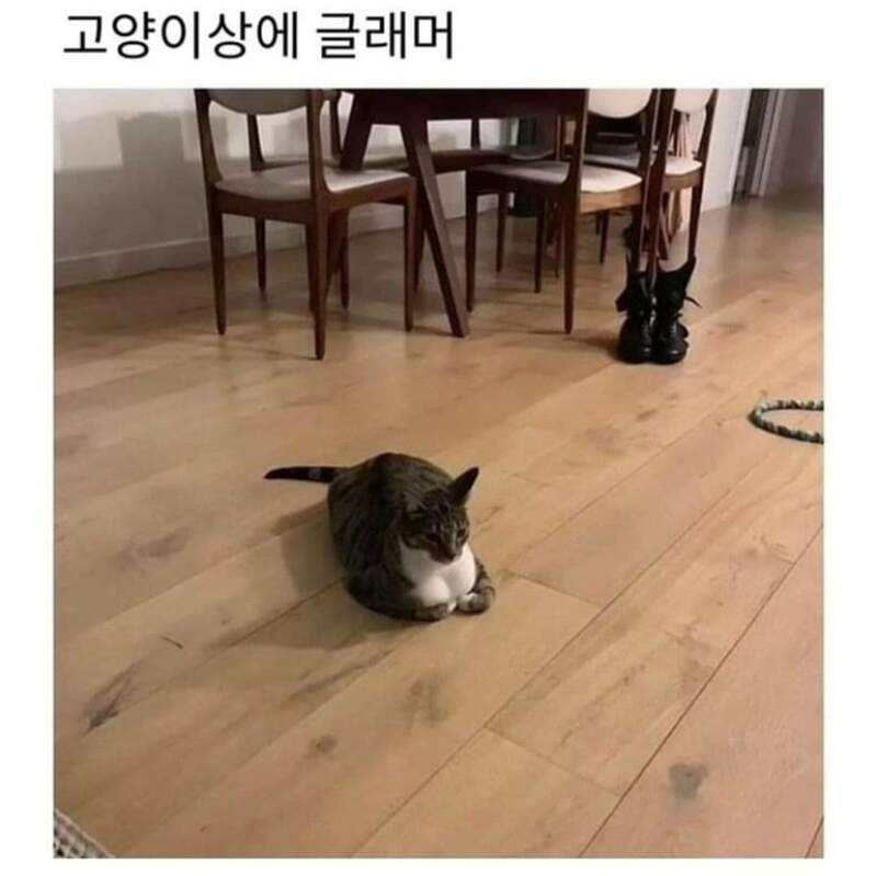 메이플스토리 인벤 ㅎㅂ 고양이상에 글래머 메이플스토리 인벤 자유게시판