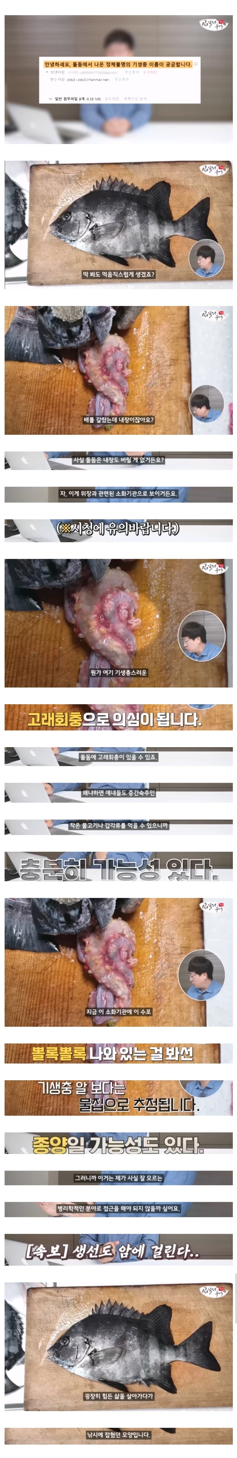 약혐 돌돔 잡았는데 내장 상태가 왜 이런가요 볼텍스 게이밍