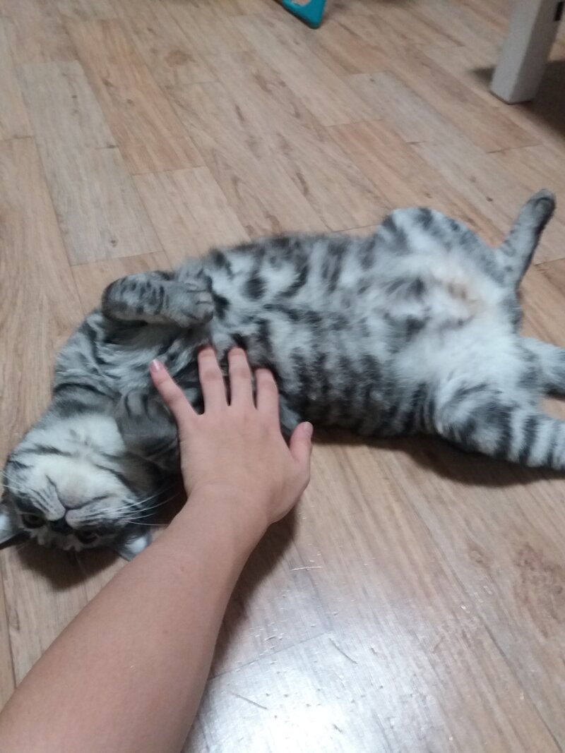 메이플스토리 인벤 우리집 고양이 보고갈래 메이플스토리 인벤 자유게시판