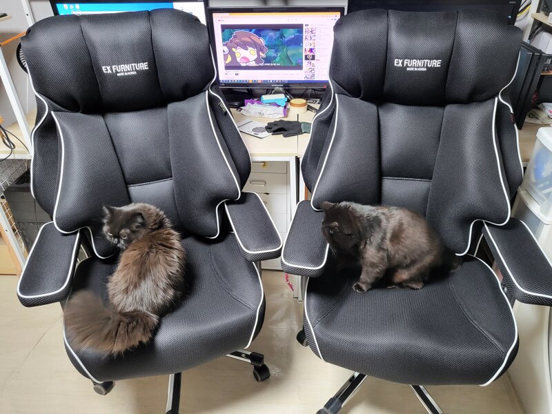 의자 사자마자 고양이가 점령함 ㅠㅠ 볼텍스 게이밍