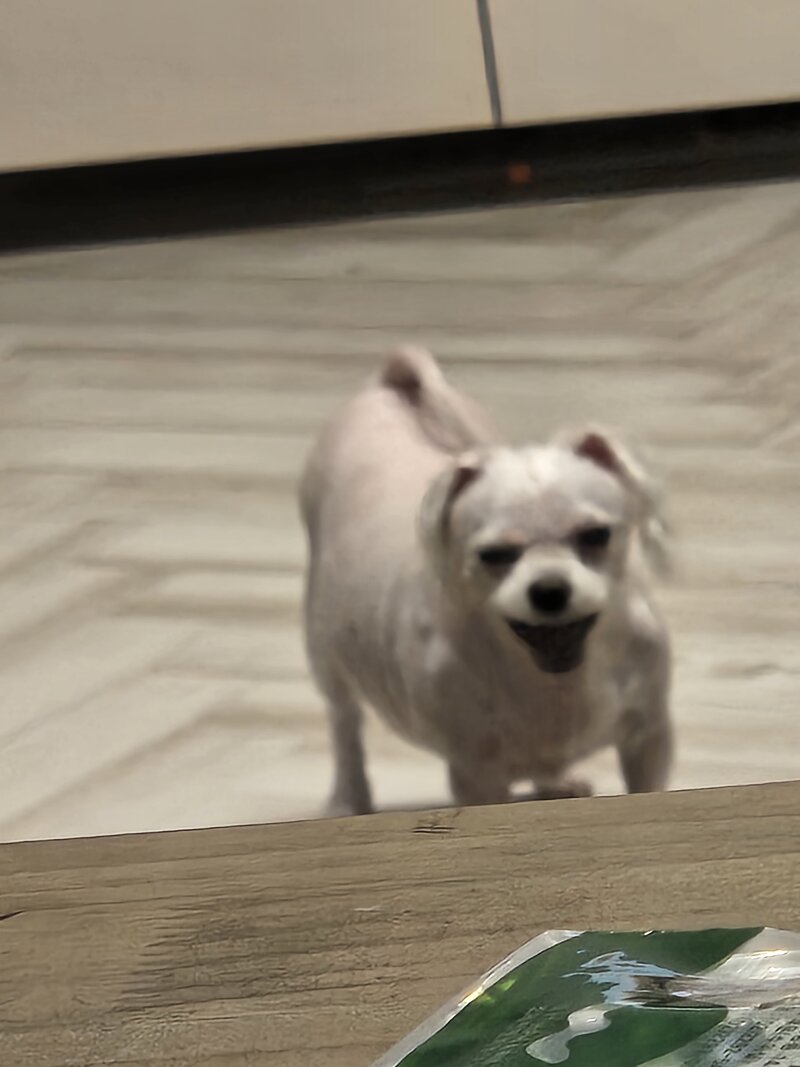 메이플스토리 인벤 청원 화력 좋아지려면 메이플스토리 인벤 자유게시판