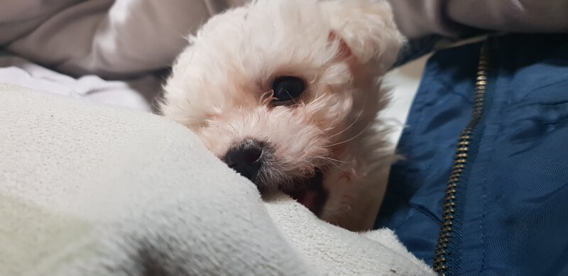 메이플스토리 인벤 19 거긴 깨물면 안돼 메이플스토리 인벤 자유게시판