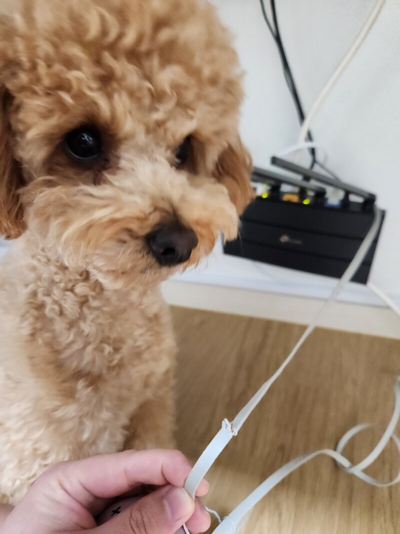 아니 무슨 개가 랜선을 끊어서 나갔대 ㅡㅡ 볼텍스 게이밍