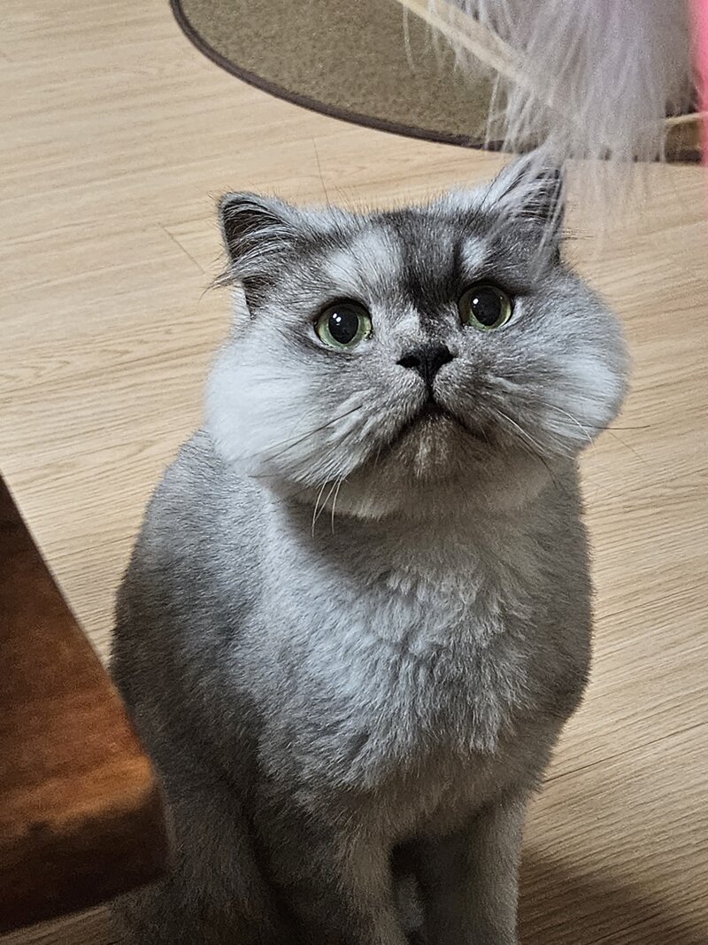 메이플스토리 인벤 우리집 고양이 대방출 메이플스토리 인벤 자유게시판