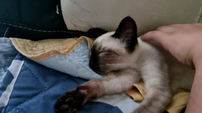 메이플스토리 인벤 본섭했다가 리섭온 사람임 둘다 저과금 이였음 1년합쳐도5만원정도 메이플스토리 인벤 리부트 게시판