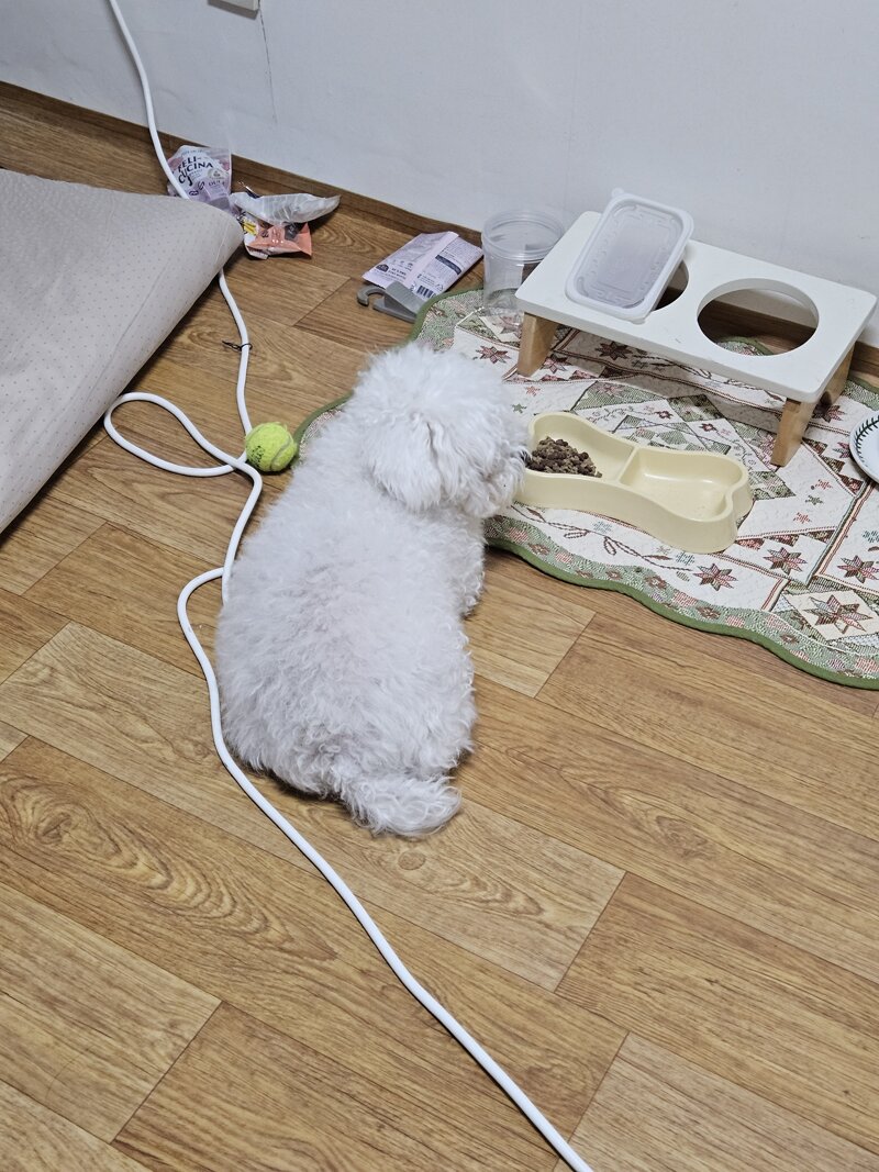 메이플스토리 인벤 우리집강아지 뒷모습어떰 메이플스토리 인벤 자유게시판