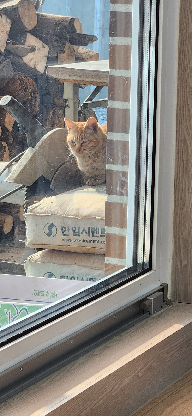 메이플스토리 인벤 시골 길냥이 메이플스토리 인벤 자유게시판